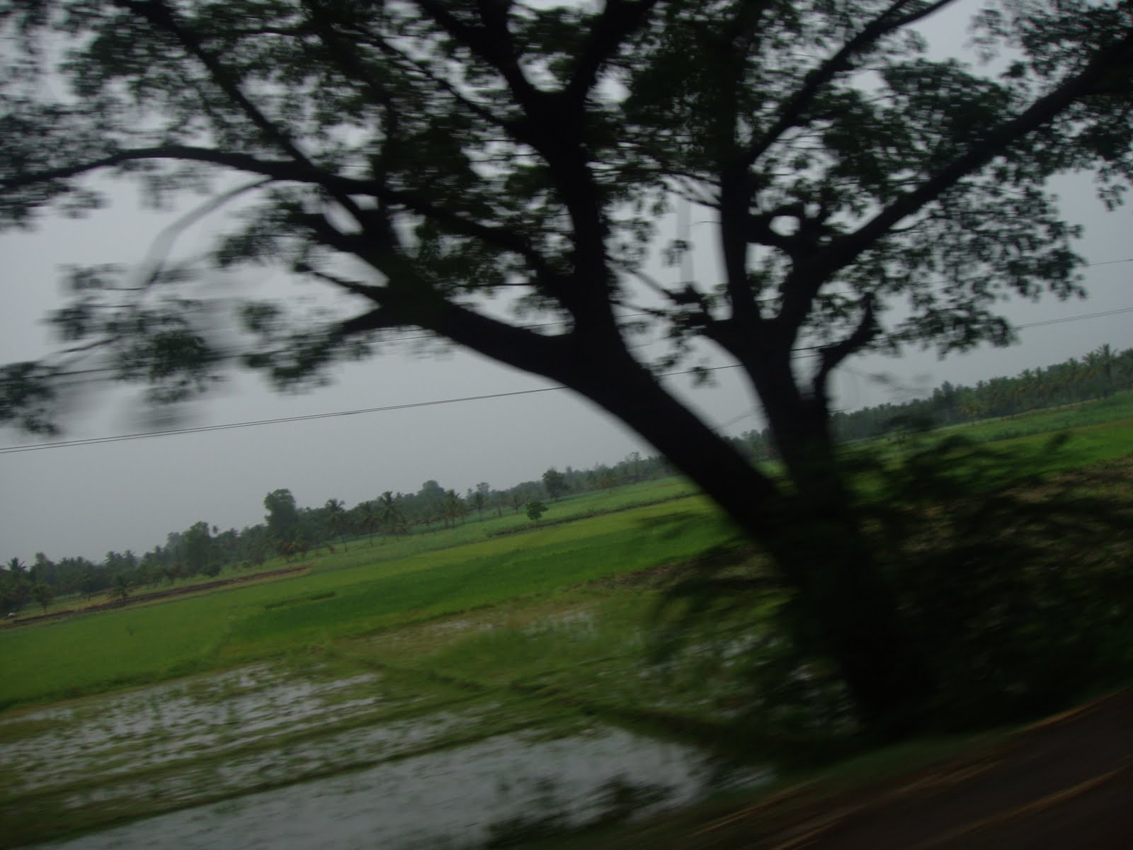 Asha's musings & ramblings: An electrifying affair with nature - Shimsha