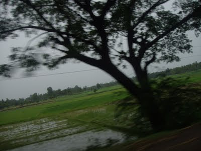 Asha's musings & ramblings: An electrifying affair with nature - Shimsha