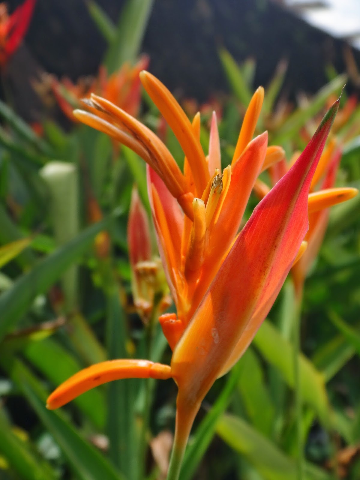 Uma flor por dia: Helicônia -papagaio , Psitacorum