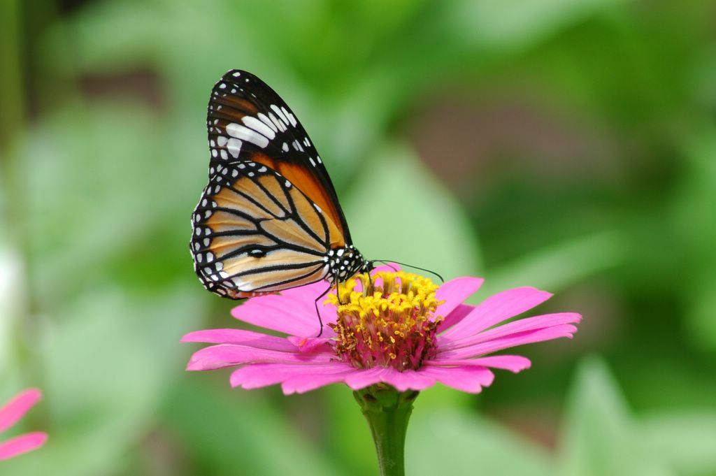 Alvi Photographs ( Beautiful Butterflies and a very Beautiful Flower)