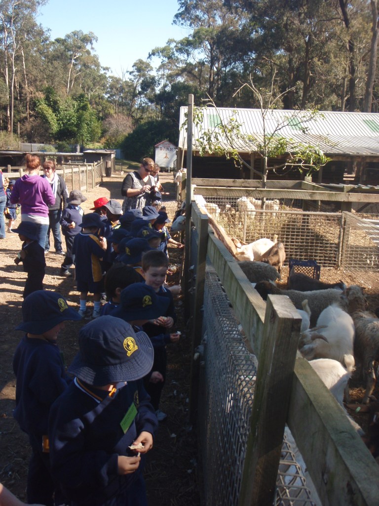 Kindergarten Blog: Golden Ridge Farm Excursion