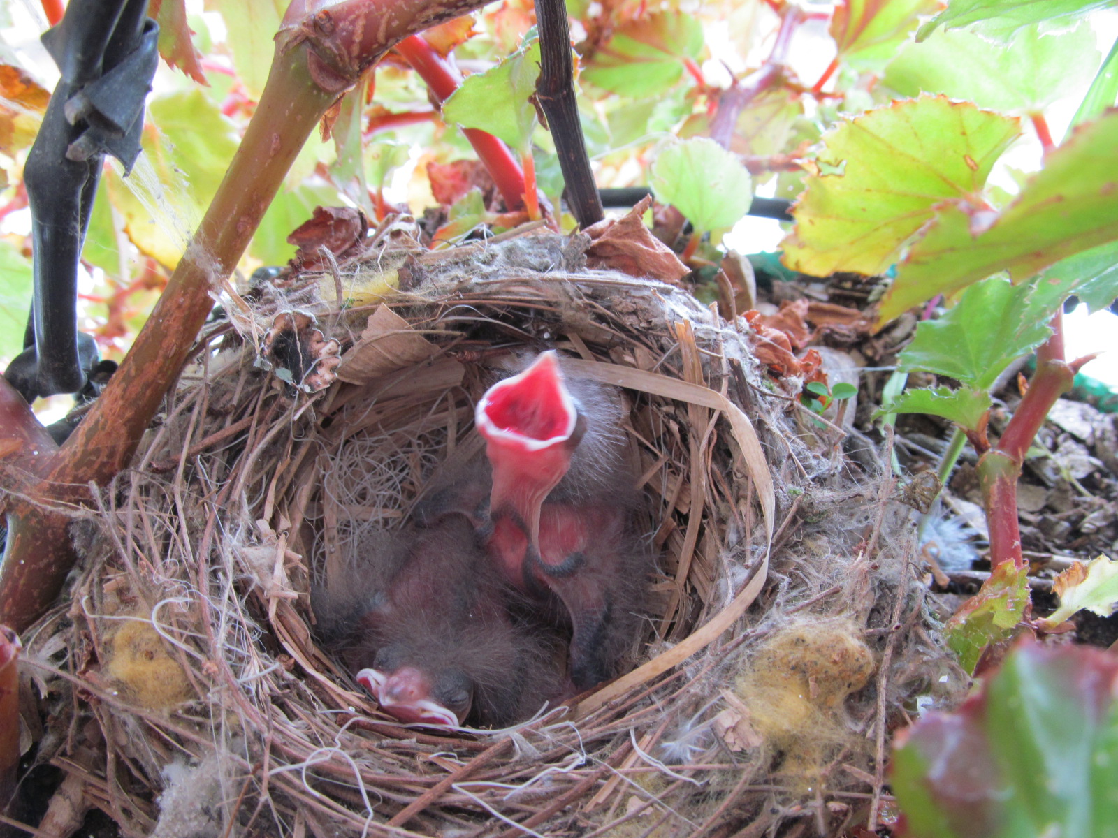 Fauna de Colombia - Wildlife Colombia: Pichones de Azulejos