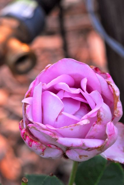 Burke's Garden: Lilac Color Roses - Spring 2011