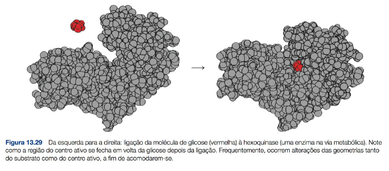 Ligação da molécula de glicose à hexoquinase