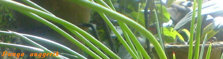 BUNGA ANGGERIK: Bunga Anggerik @ bunga orkid (Sebagai pokok hiasan)