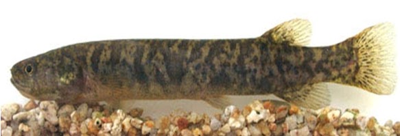 especies chilenas: El Puye (Galaxias platei)