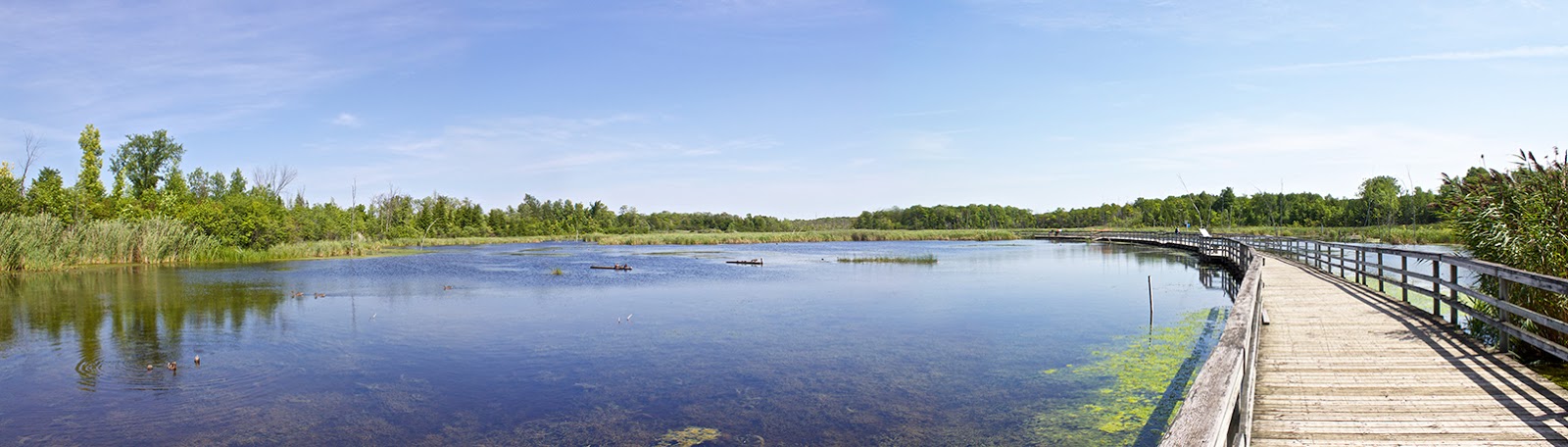 Flora Urbana: Parc-nature du Bois-de-l'Île-Bizard