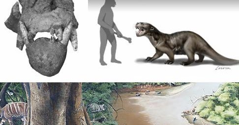 Species New to Science: [PaleoMammalogy • 2011] 'bear otter ...