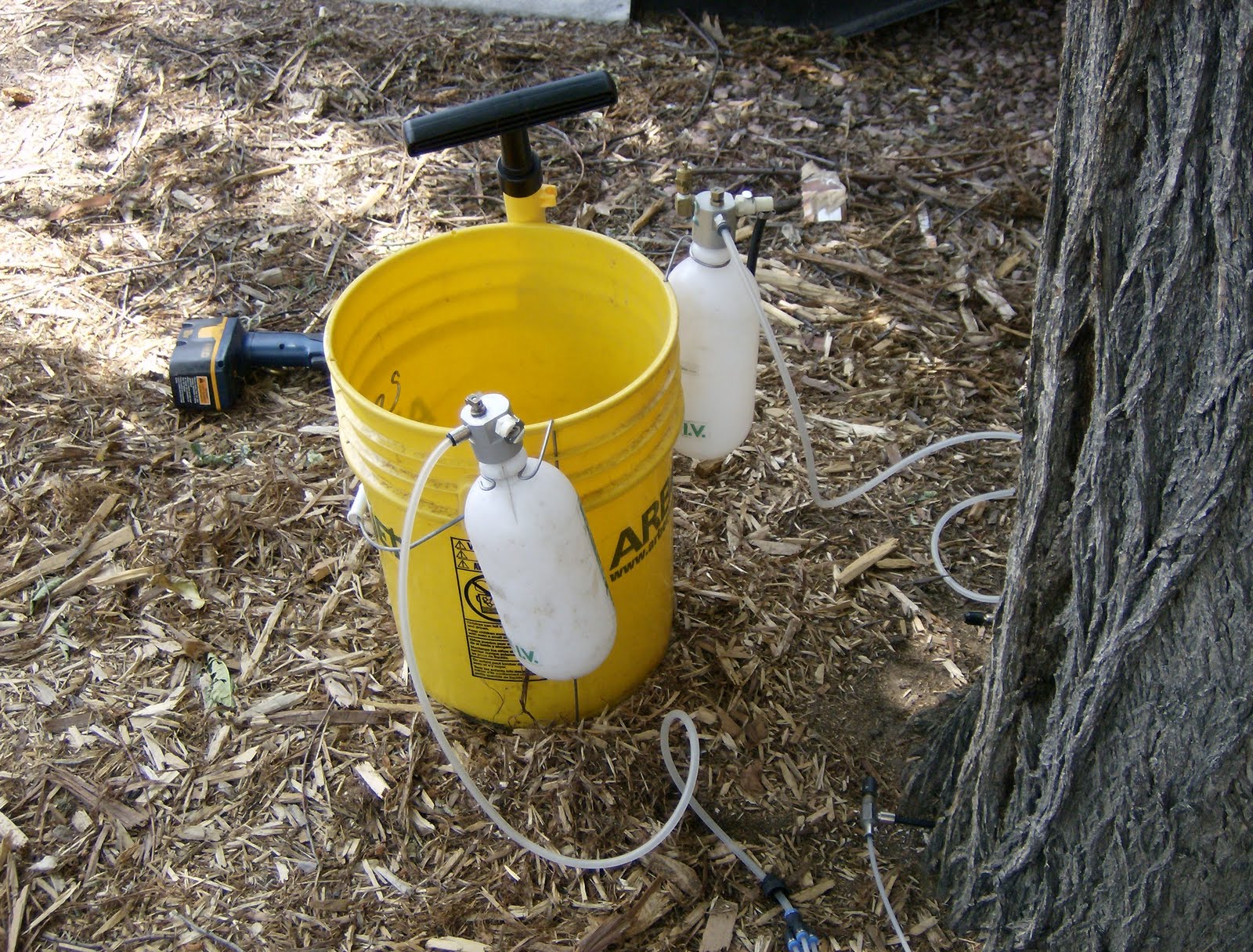 CU Outdoor Services: Trunk Injection Treatments for Elm Scale on Campus