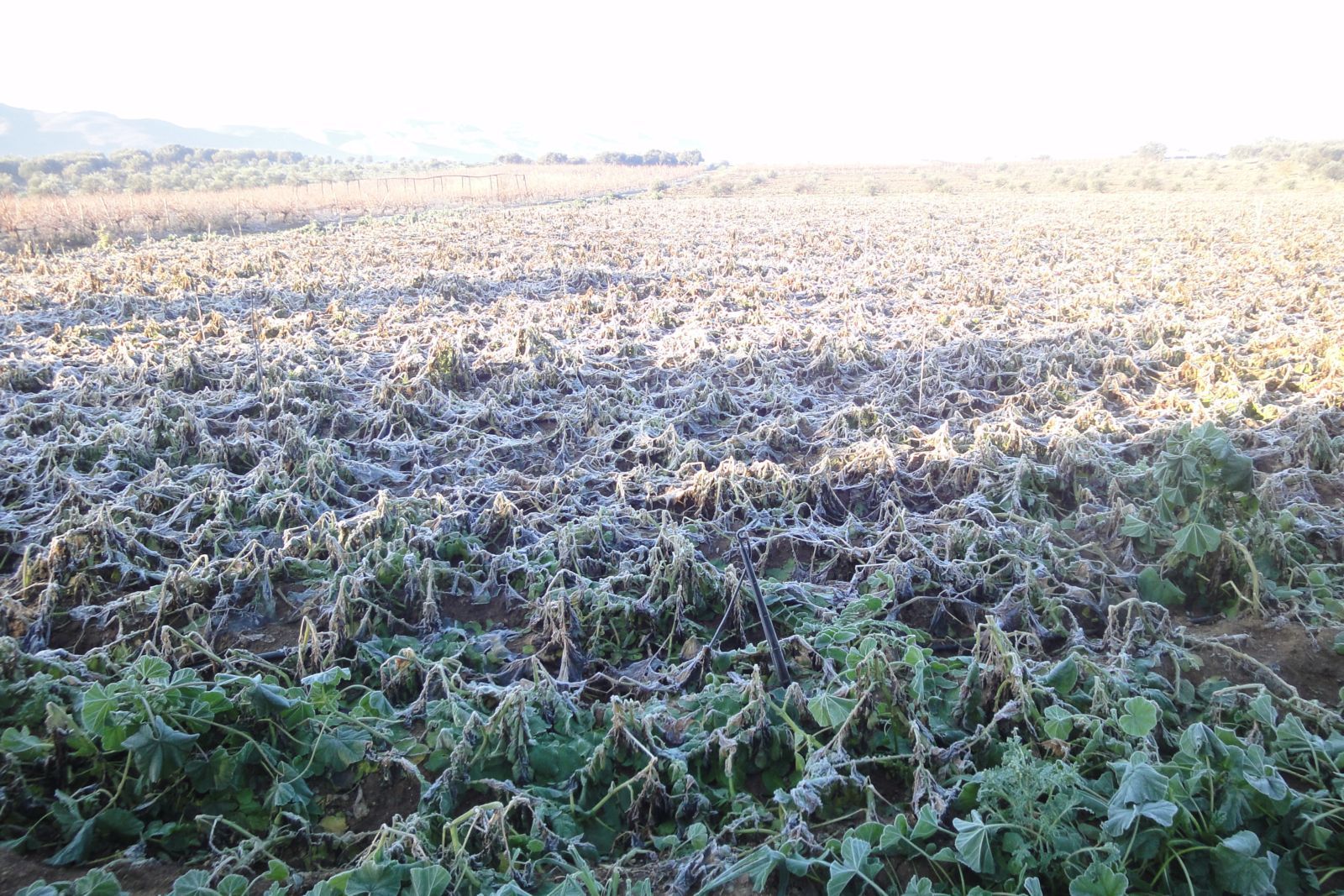 Crete Weather: Υπαρχουν περιοχες στην κρητη με ηπειρωτικο κλιμα?