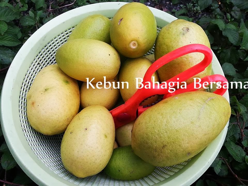 Kebun Bahagia Bersama: November 2013