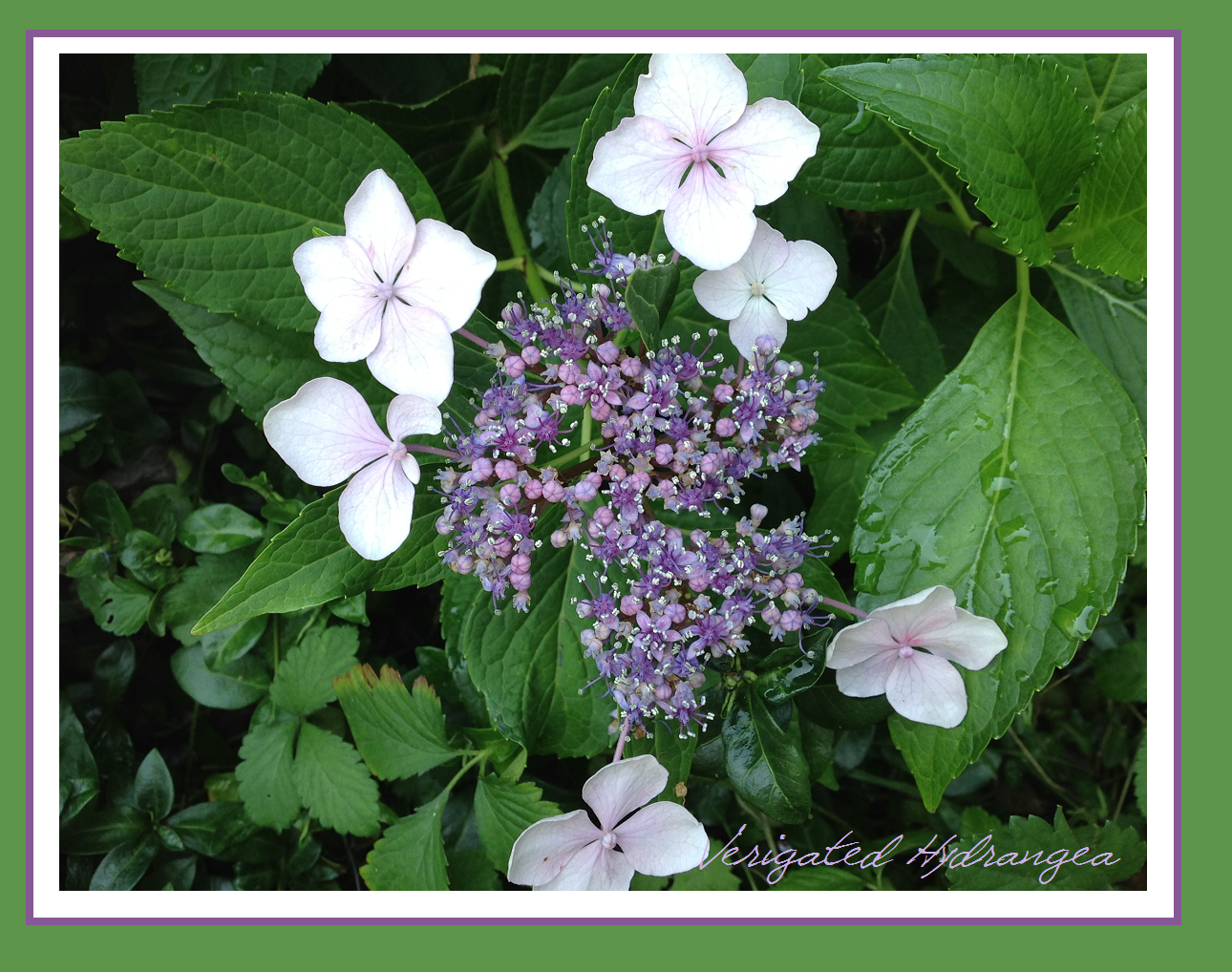 glenda's World : Variegated Hydrangea