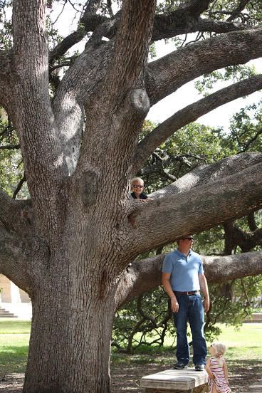 Chasing Roots: Tradition: Century Tree