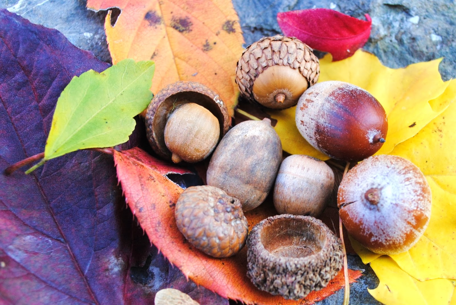 K. C. Trae Becker: Symbology of Acorns