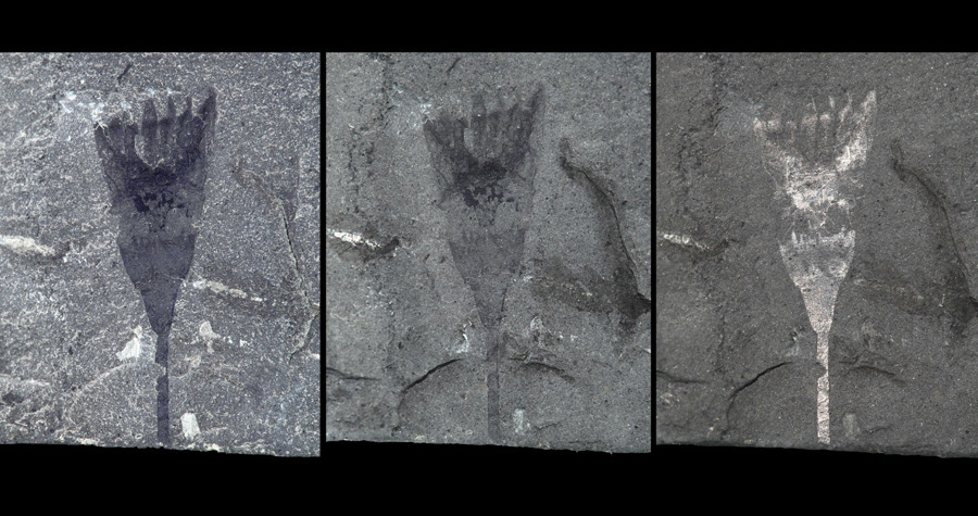 Escenarios prehistóricos: Dinomischus