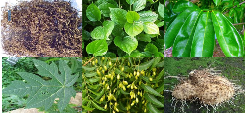 Mengenal Pestisida Nabati Untuk Pertanian Berbasis Organik