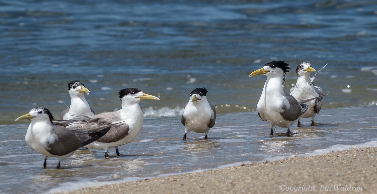 WILD TROPICAL QUEENSLAND: Shore & Water Birds