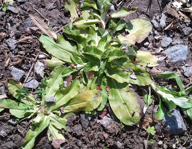 Weeds 101 | A Nutritious, FREE Treat for your Backyard Chickens - Fresh ...