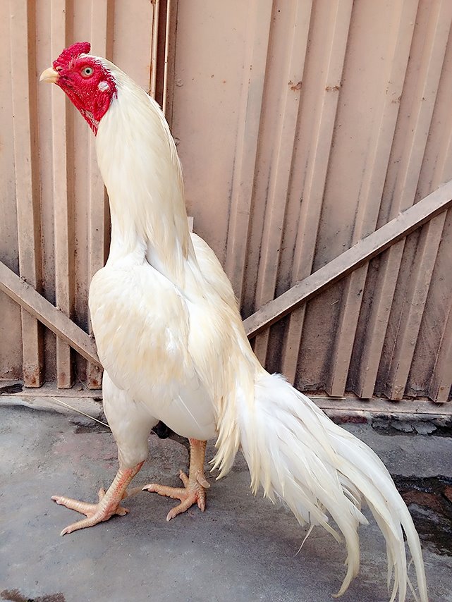 pakistani Aseel/Asil Breed Chicken
