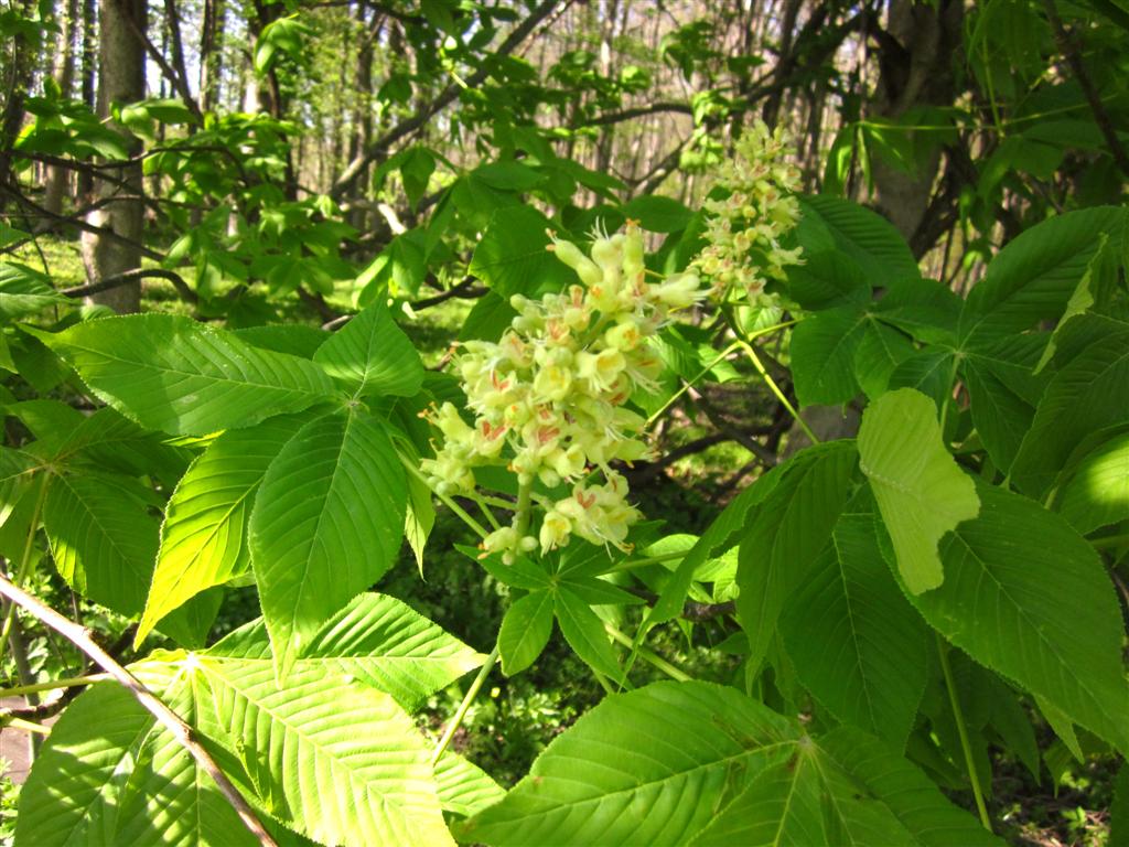 All about trees and plants: Southwest Michigan