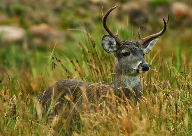 Canal Llanero : EL VENADO Venado (Odocoileus virginianus)
