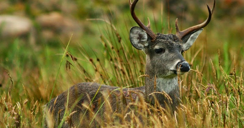Canal Llanero : EL VENADO Venado (Odocoileus virginianus)