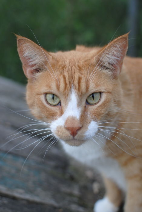 RAPS Cat Sanctuary » Roland