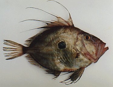 Peixe São Pedro Piri piri,batatas de milho e purê de ervilhas