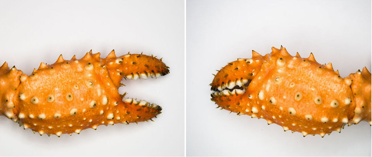 Zilte Zee: Kreeft en ree met een koninklijk tintje