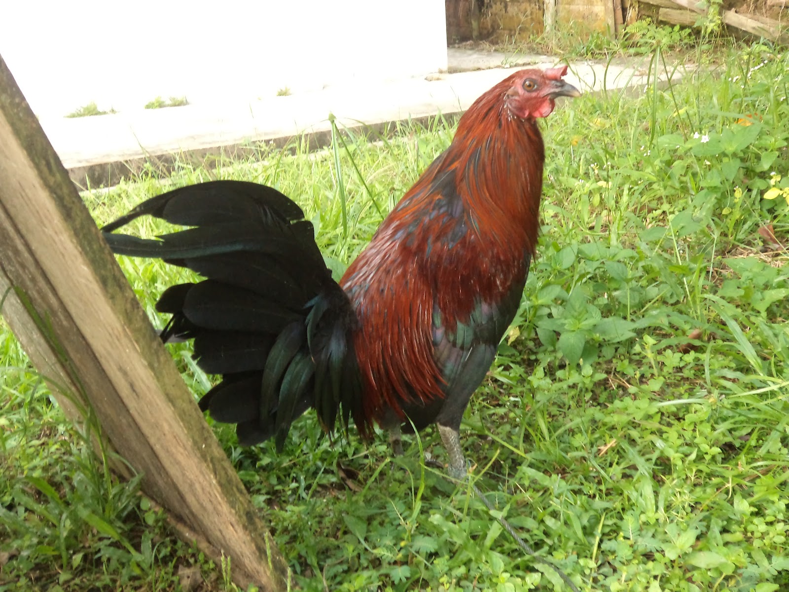 Sarawak Gamefowl Farm