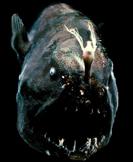 chippep: IN DEEP WATER