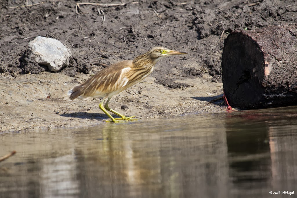 Delta Dunării, surprinsă din goana bărcii (14-17 septembrie 2013 ...