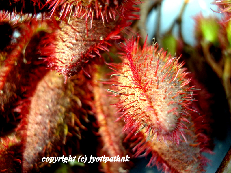 Taste of Nepal: Sindur Tree of Nepal (सिन्दुर को रुख) Sindure