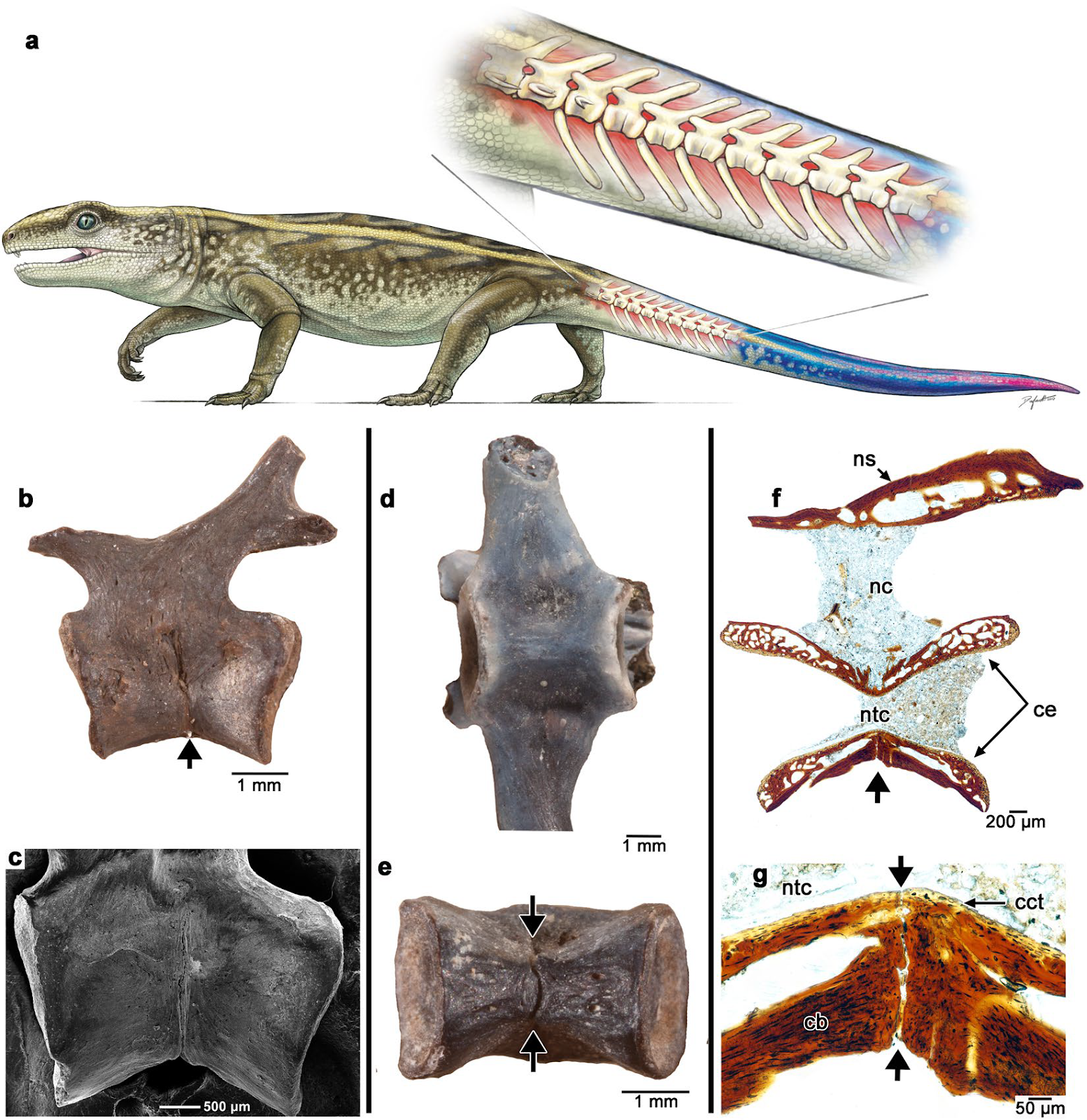 Sciency Thoughts: Caudal autotomy in Early Permian Captorhinids from ...