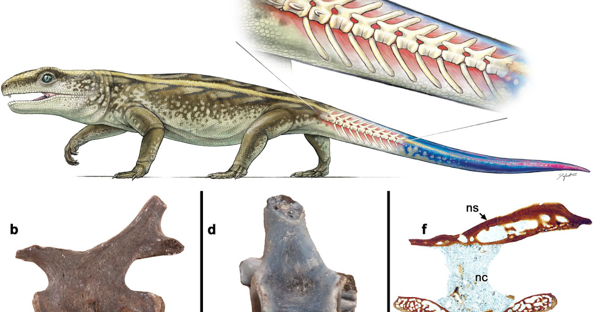 Sciency Thoughts: Caudal autotomy in Early Permian Captorhinids from ...