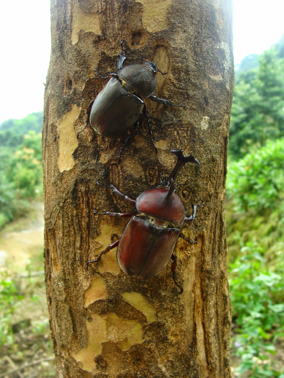 追尋一個夢: 鞘翅目-金龜子科 Scarabaeidae