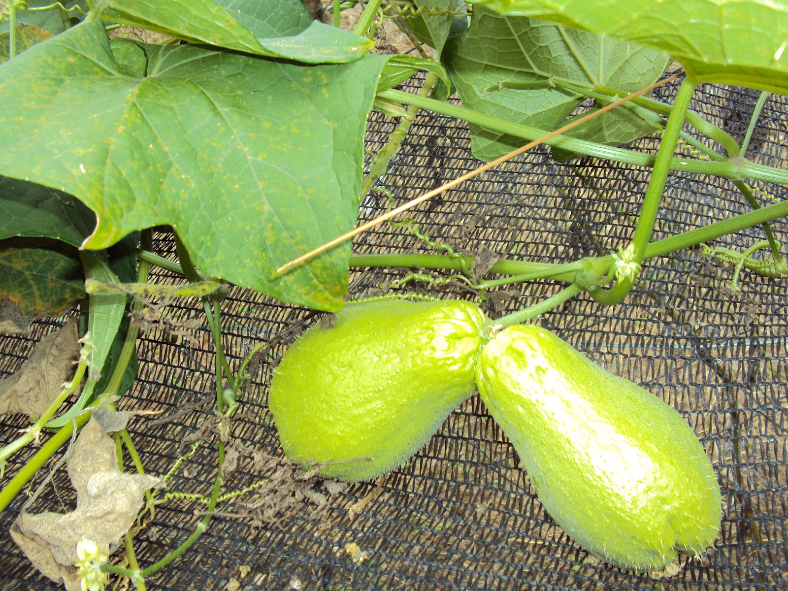 Blog da bióloga - Plante vida: Como Plantar chuchu