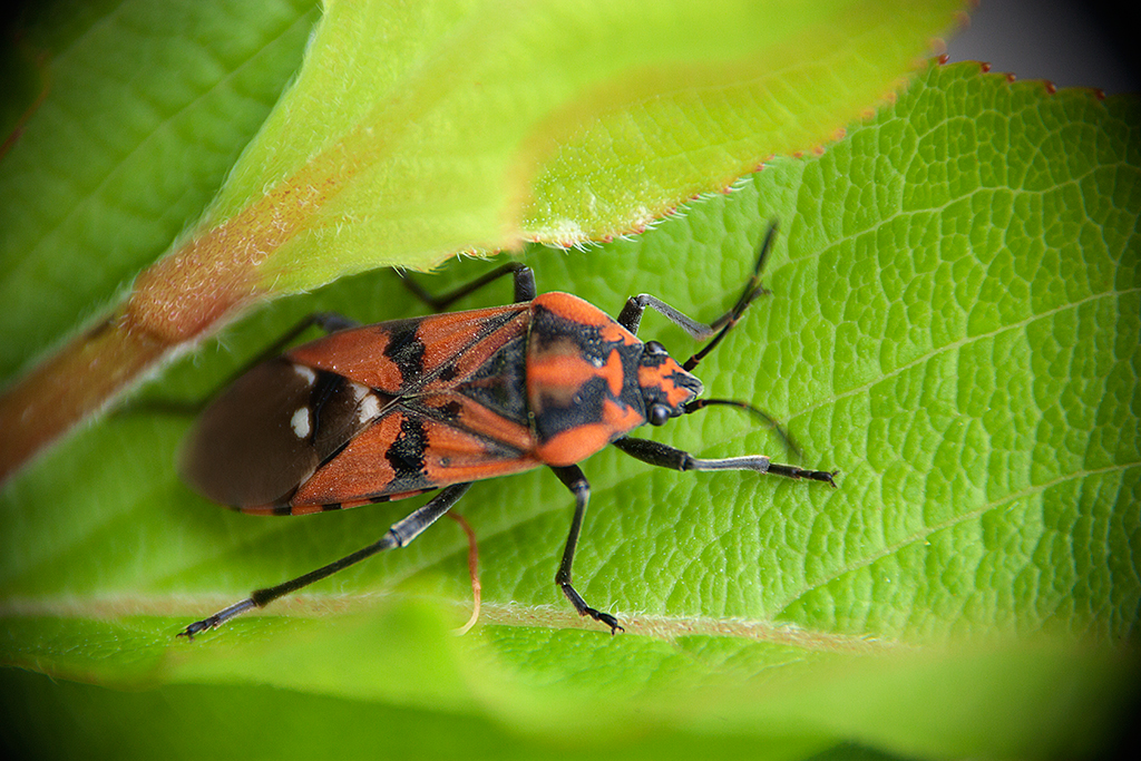 Compis: Spilostethus pandurus