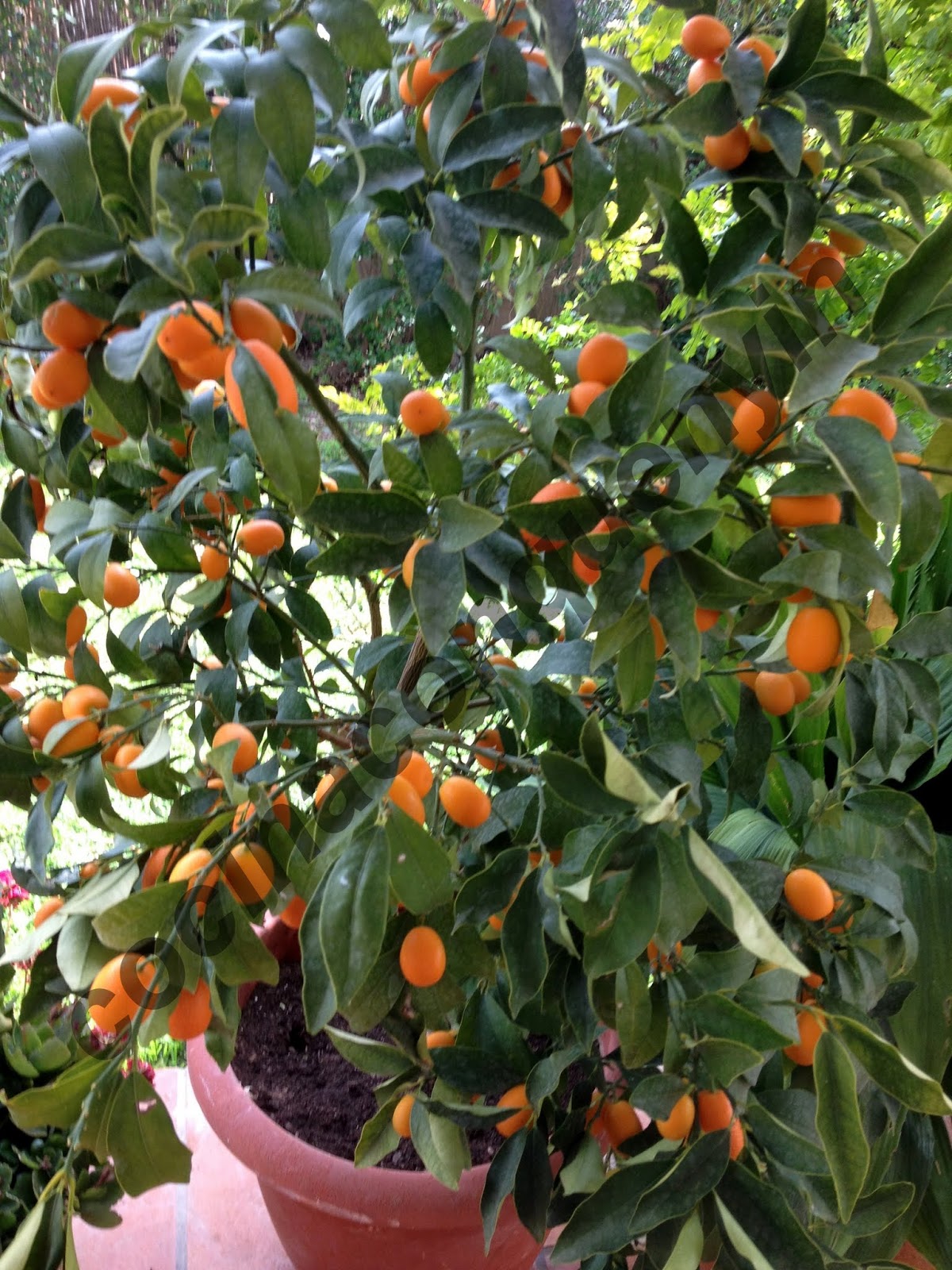 Cocina con Quenyin: Licor de naranjas Kumquat casero