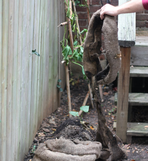 Big Reveal: Our Sweet Potato Harvest | 17 Apart