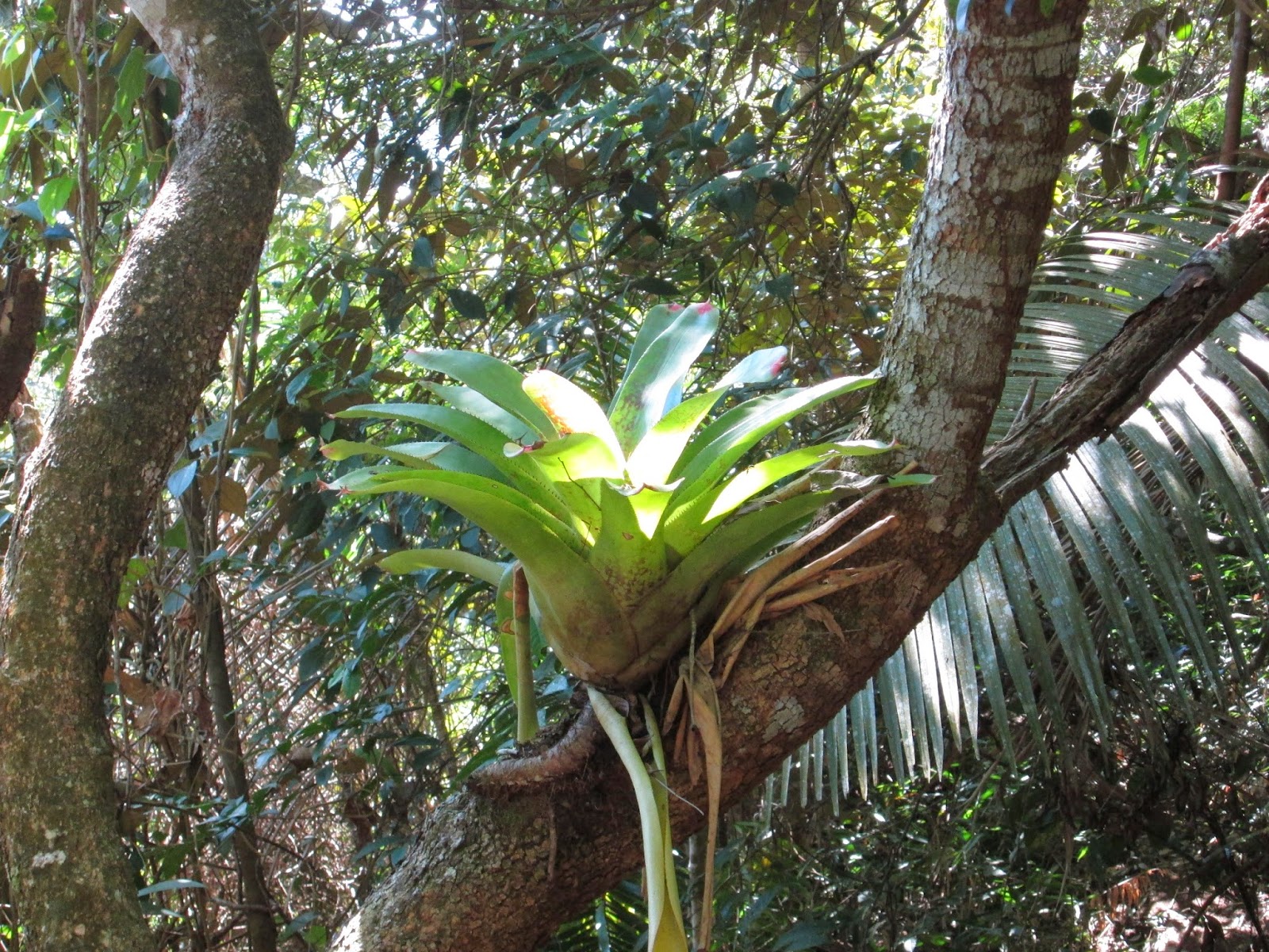 Windward Voyage: THE ABUNDANCE OF NATURE IN BRAZIL