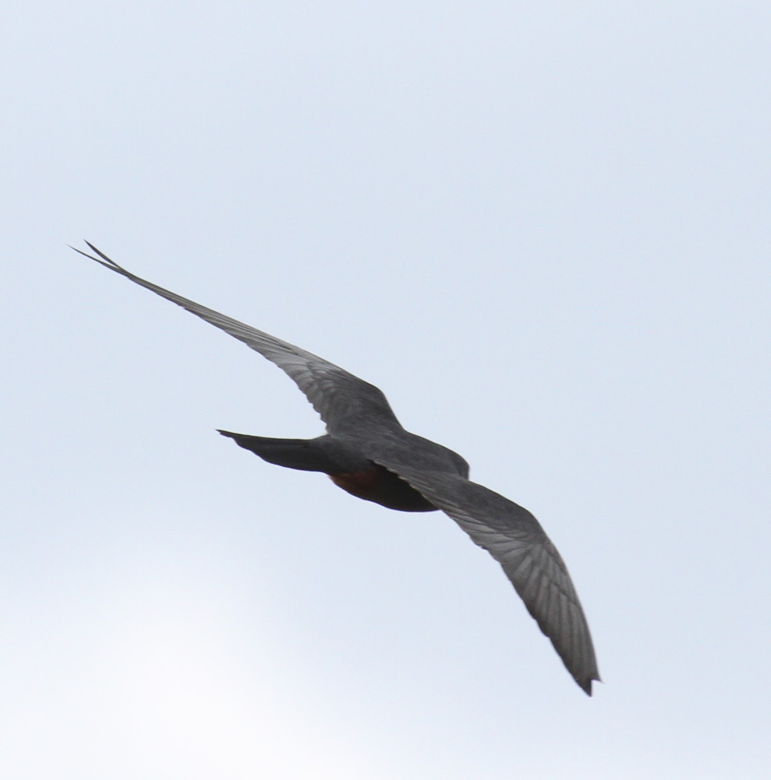 Graham's Birding Blog: Red-footed Falcon at Lakenheath
