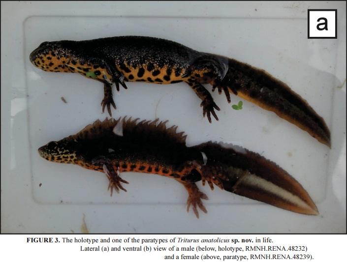 Species New to Science: [Herpetology • 2016] Triturus anatolicus ...