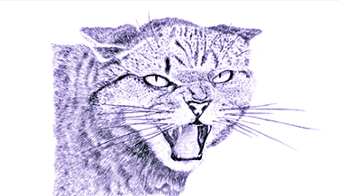 Symptoms of anger-Cat Body Language - Cat Body Language