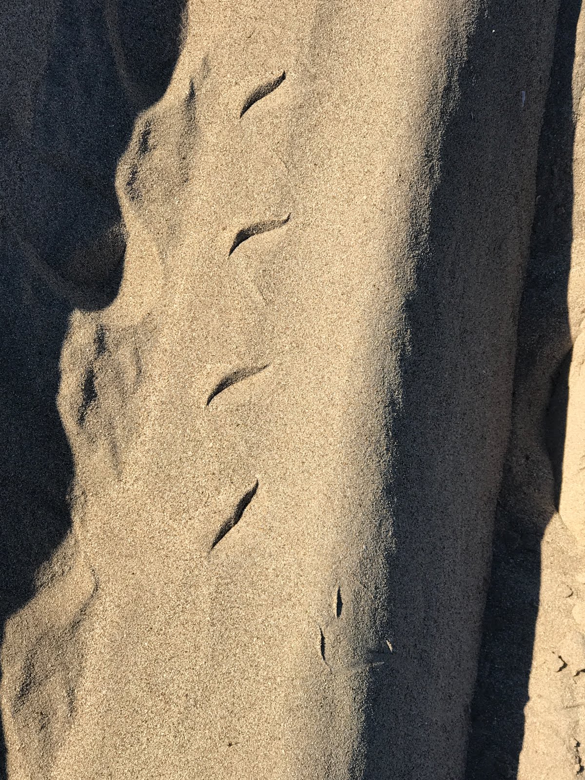 Evelyn RVing: Patterns and Tracks on the Beach in San Carlos, Mexico