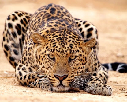 THE ANIMAL WILDLIFE: MACAN TUTUL JAWA (java leopard_panthera pardus melas)