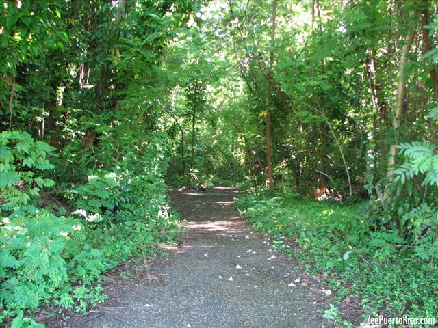 Los Bosques en Puerto Rico: mayo 2016