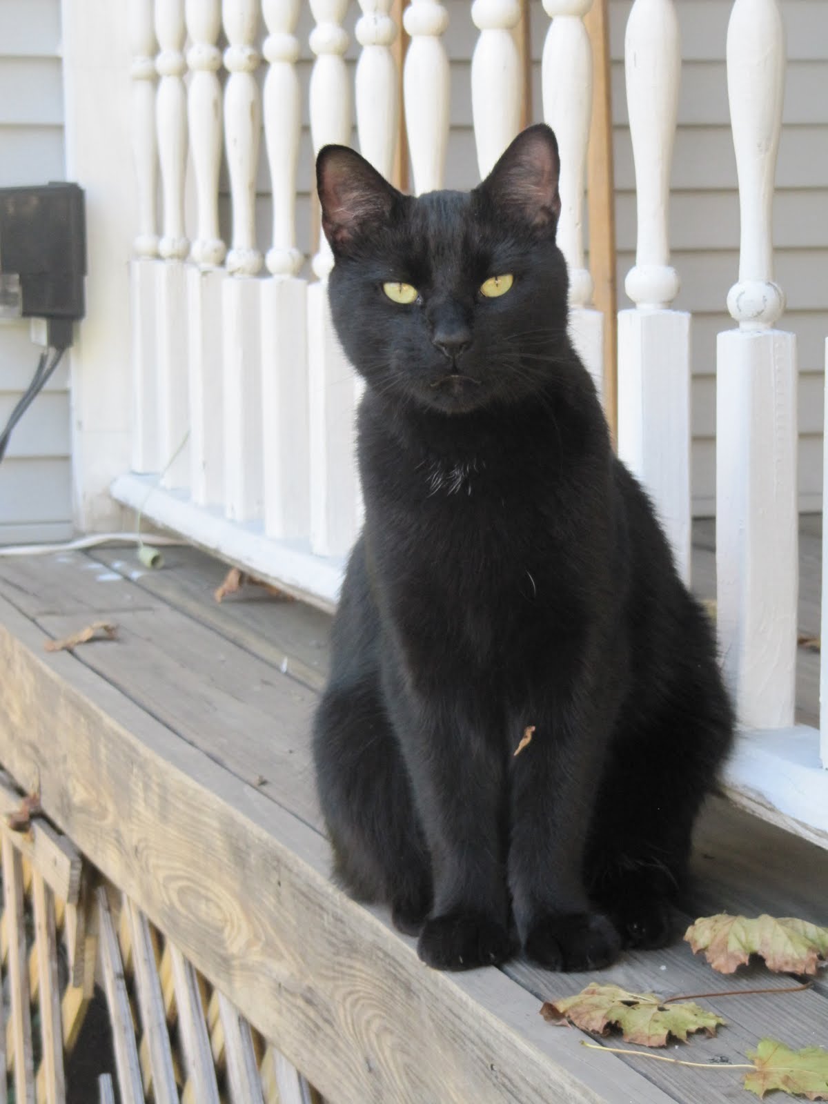 Balancing On One Foot: Real Life Cat Nabbers