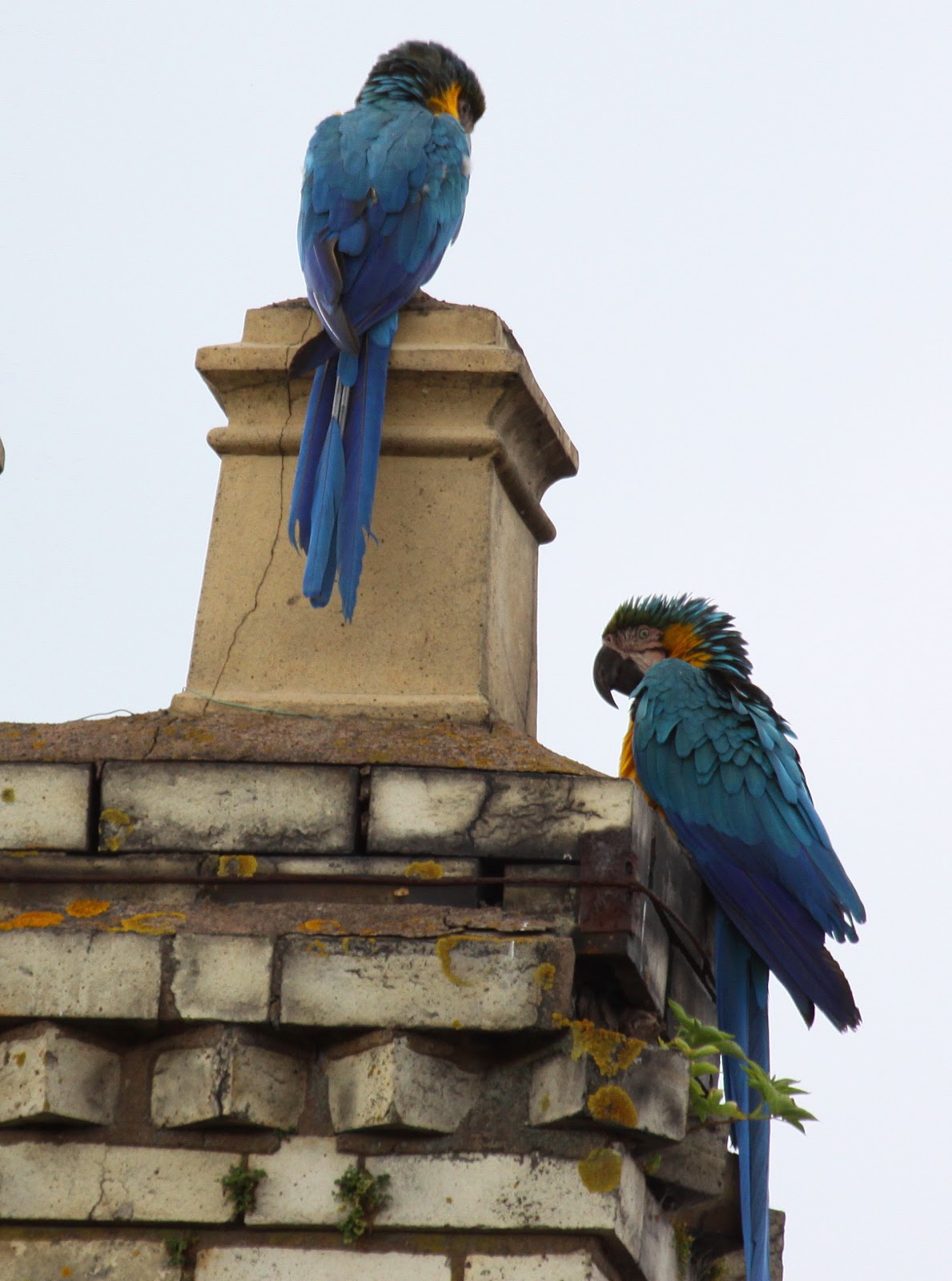 CRYPTOZOOLOGY ONLINE: Still on the Track: MUIRHEAD`S MYSTERIES:THE ...