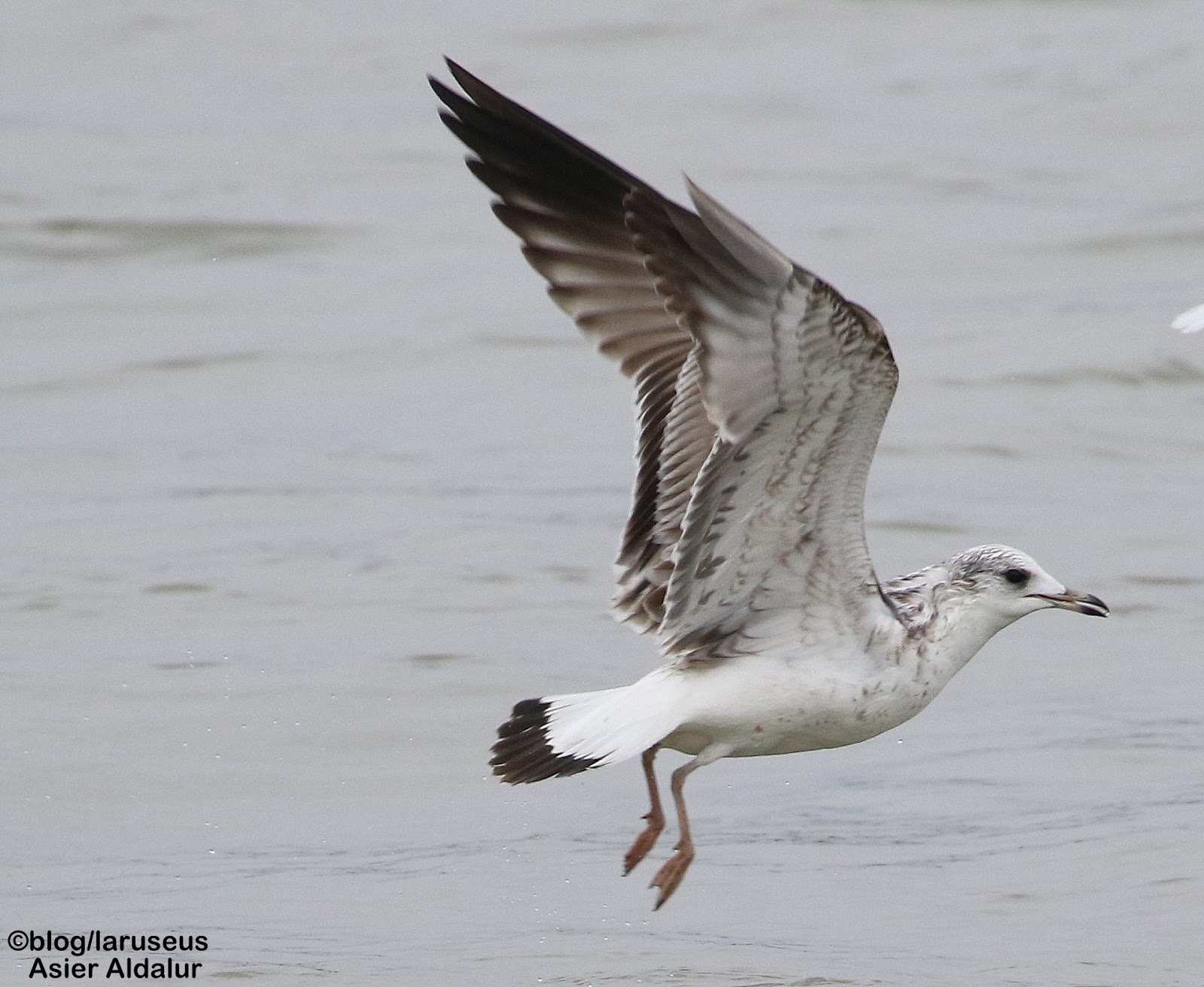 Larus.eus: (Larus Canus heinei) Common gull of Russian/Gaviota Cana ...